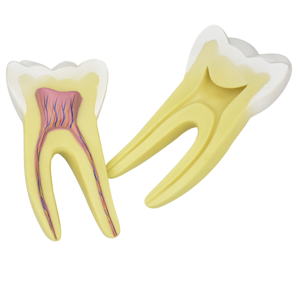Primer molar inferior de raiz sencilla | Zeigen
