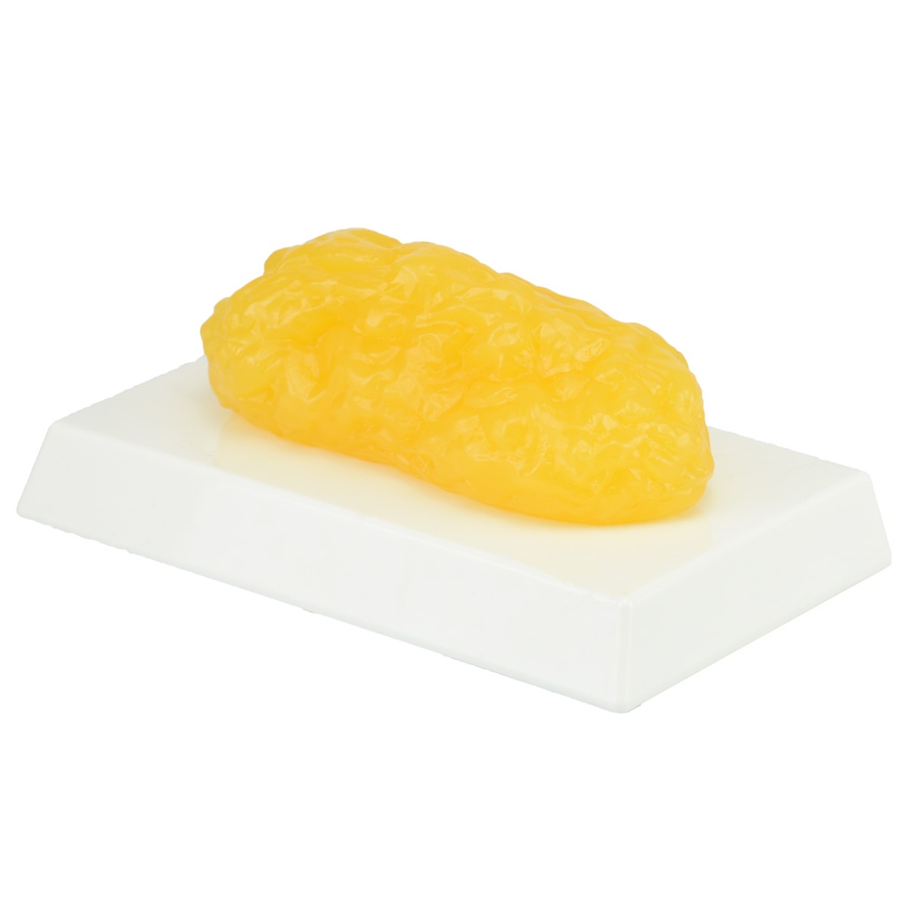 Modelo de grasa humana de 1 libra | Zeigen